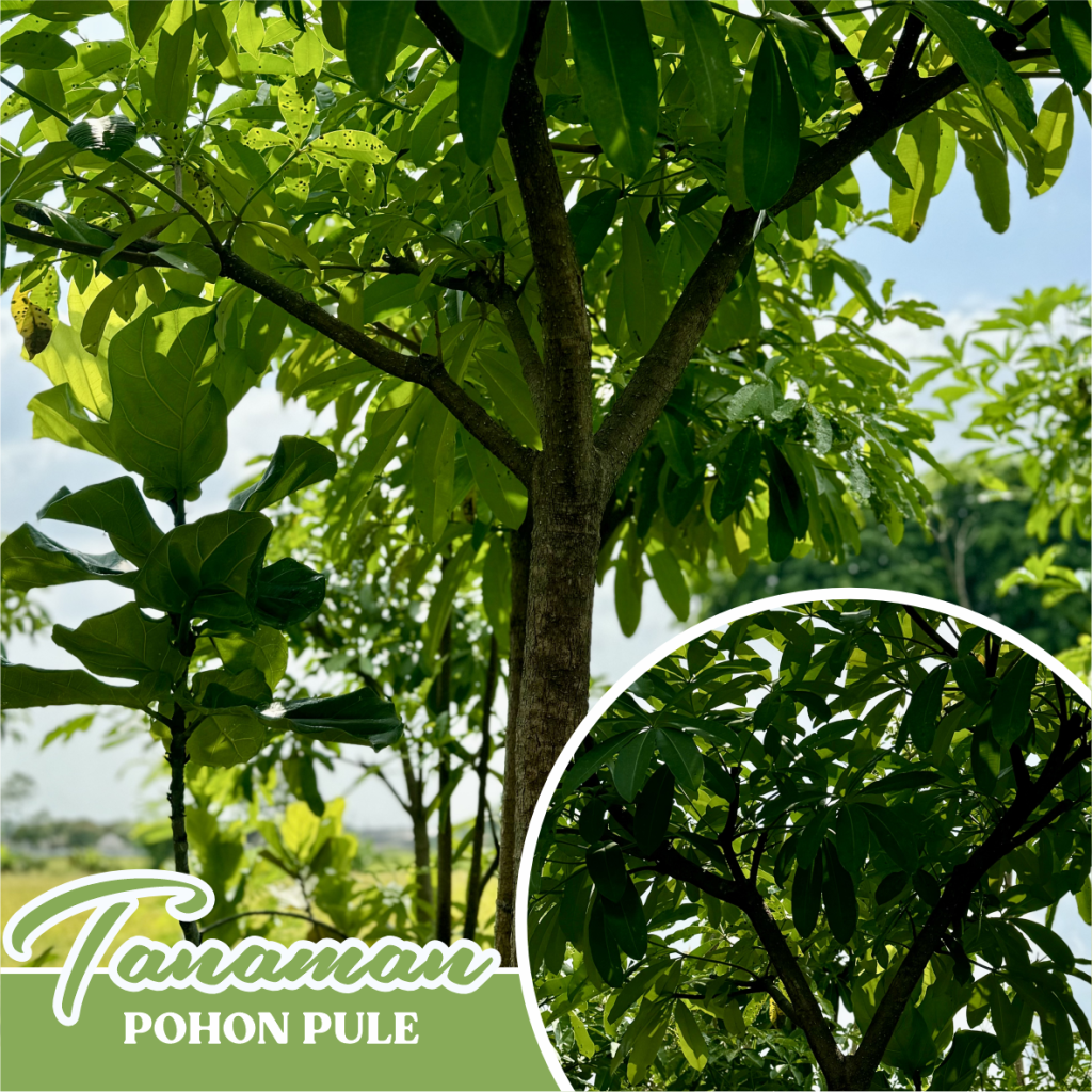 POHON PULE/PULAI - Futa Farm