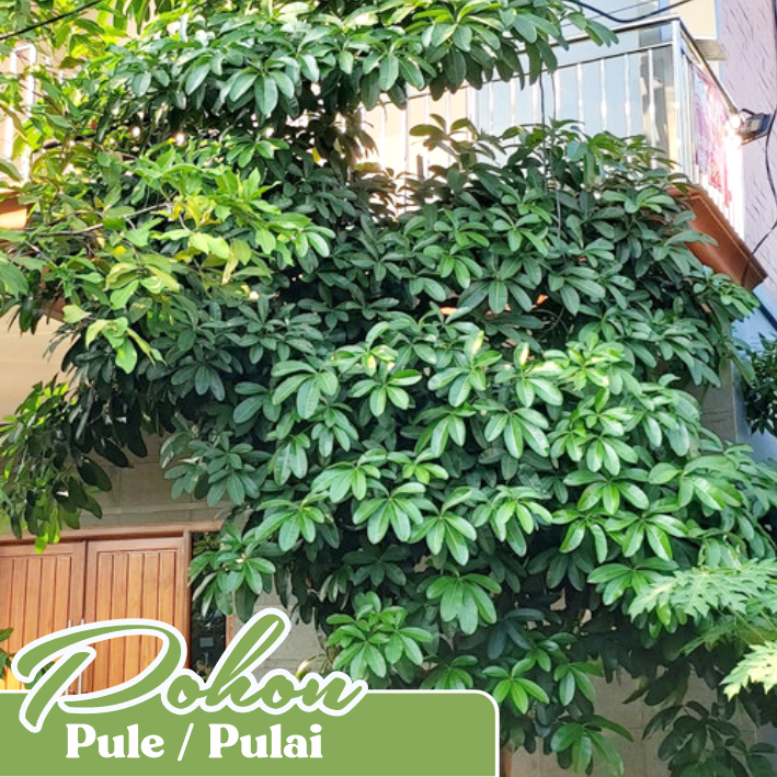 Alstonia Scholaris: Pohon Pule yang Sarat Manfaat dan Keunikan - Futa Farm